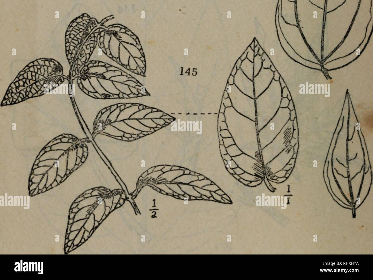 Ban biao hi-res stock photography and images - Alamy