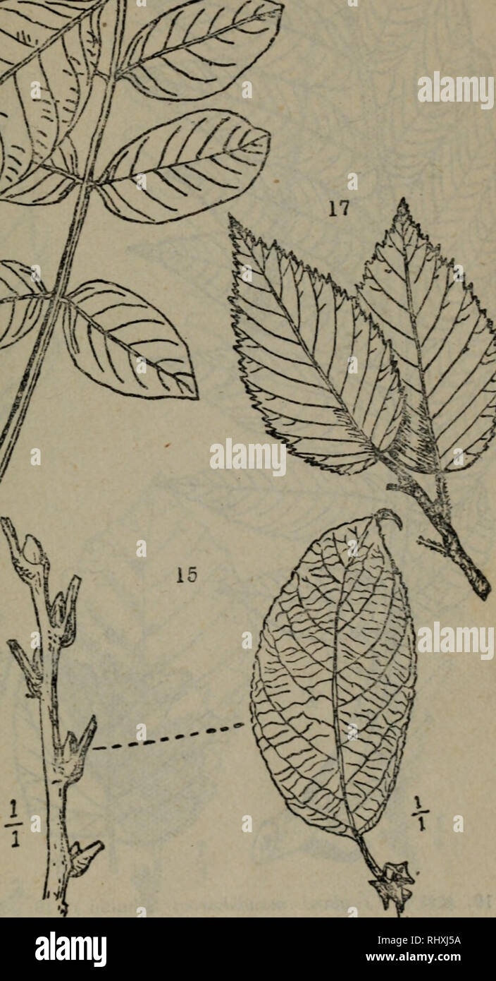 Ban biao hi-res stock photography and images - Alamy