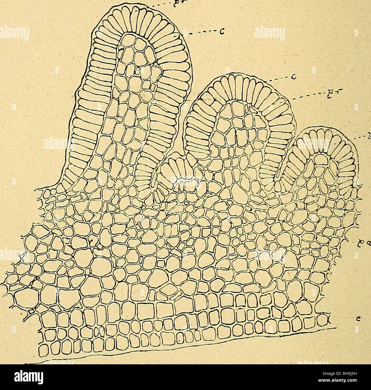 Stipeln hi-res stock photography and images - Alamy