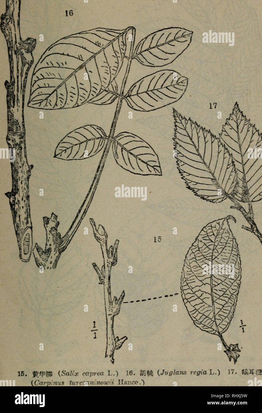 Ban biao hi-res stock photography and images - Alamy