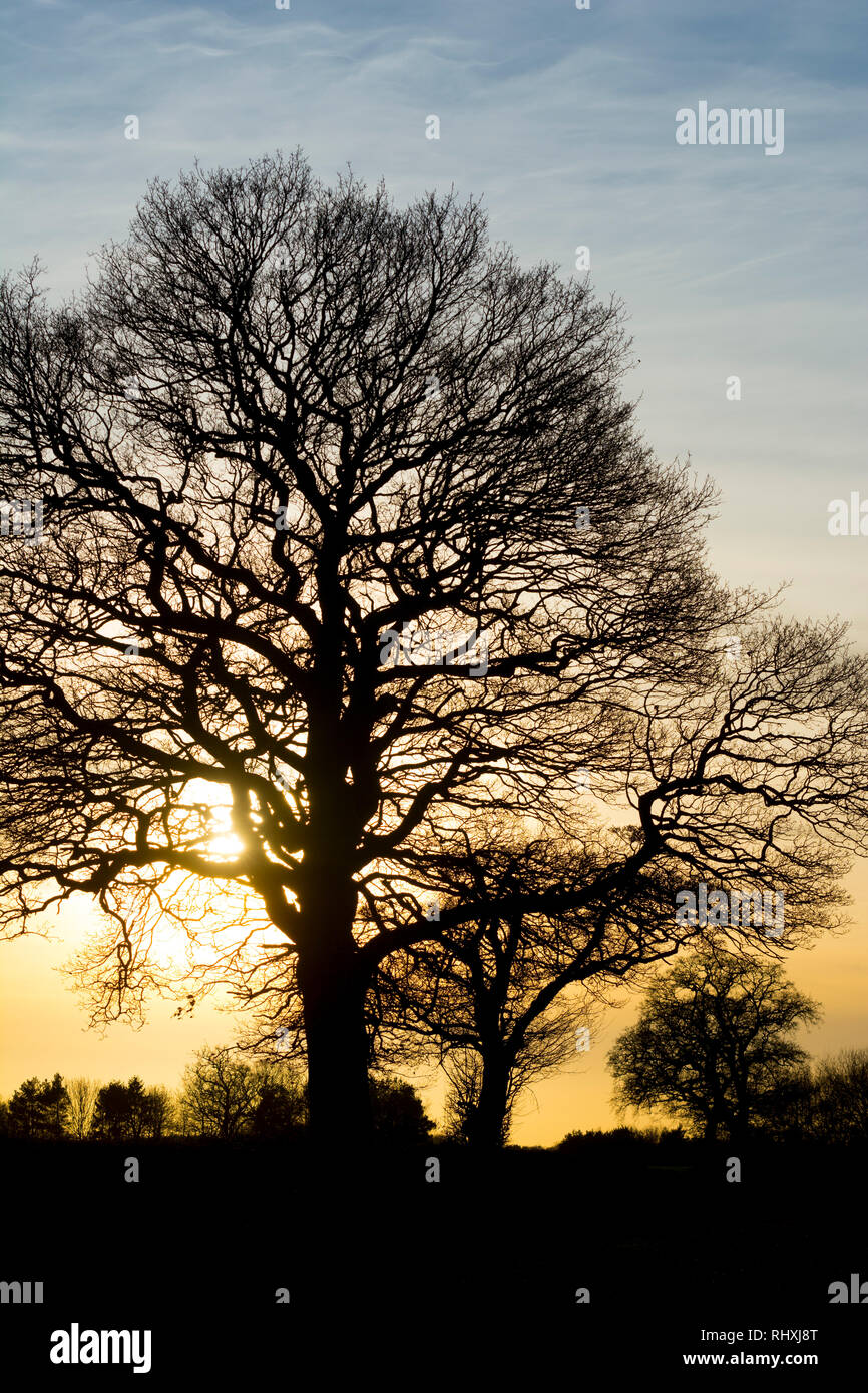 Oak trees (Quercus robur) silhouetted in winter, Warwickshire, UK Stock ...