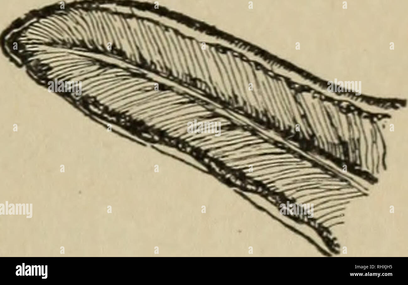. Beginners' botany. Botany. Fig. 256. —Common Polypode Fern ...