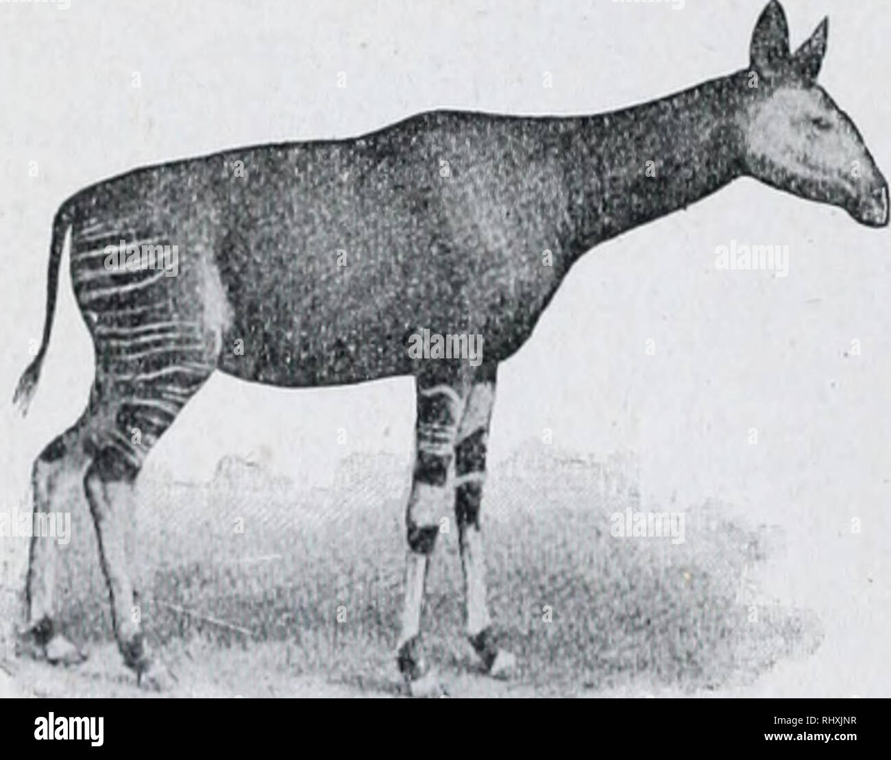 . Beginners zoology. Zoology. Fir,. 387.— Food traced through stomachs ...