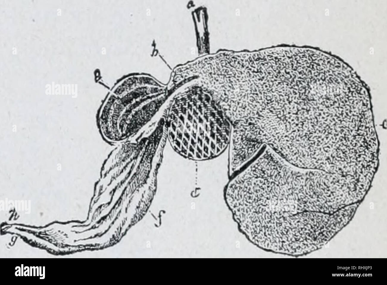 . Beginners zoology. Zoology. Fir,. 387.— Food traced through stomachs ...