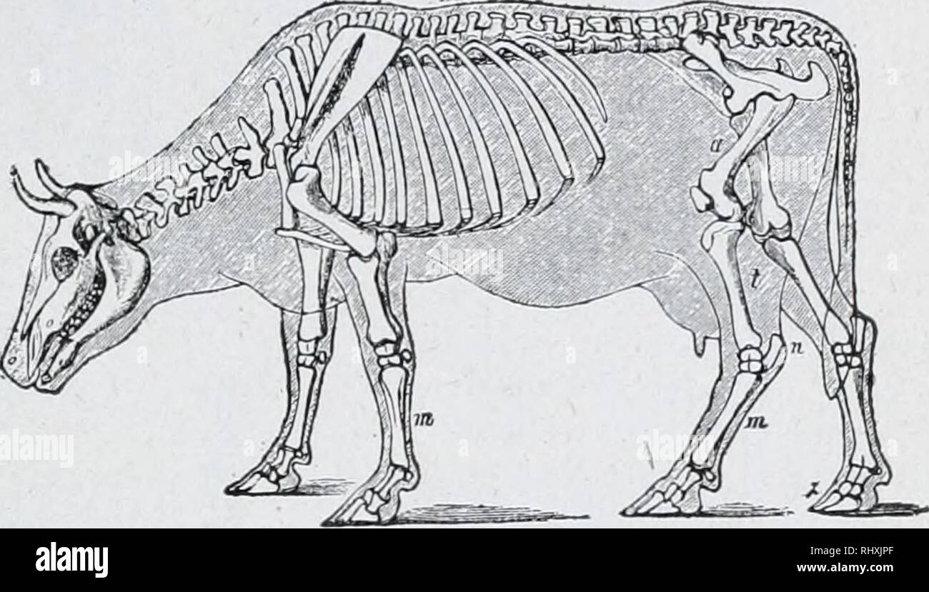 . Beginners zoology. Zoology. MAMMALS 213. Fig. 386. âSkeleton of Cow ...