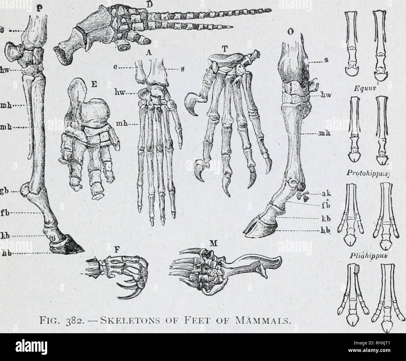 Sharper claws hi-res stock photography and images - Alamy