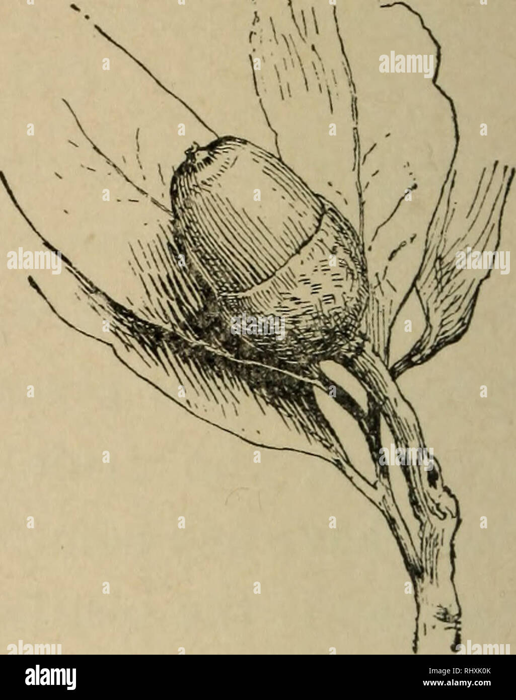 . Beginners' botany. Botany. Fig. 225. — Hickory-nut. The nut is the ...