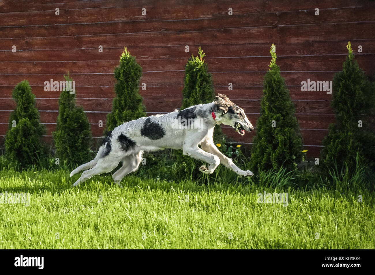 Russian greyhound hi-res stock photography and images - Alamy
