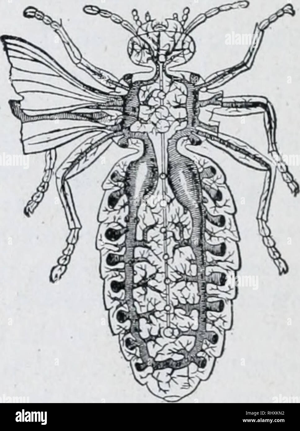 . Beginners zoology. Zoology. Fig. 127. — Viscera of Grasshopper. Key ...