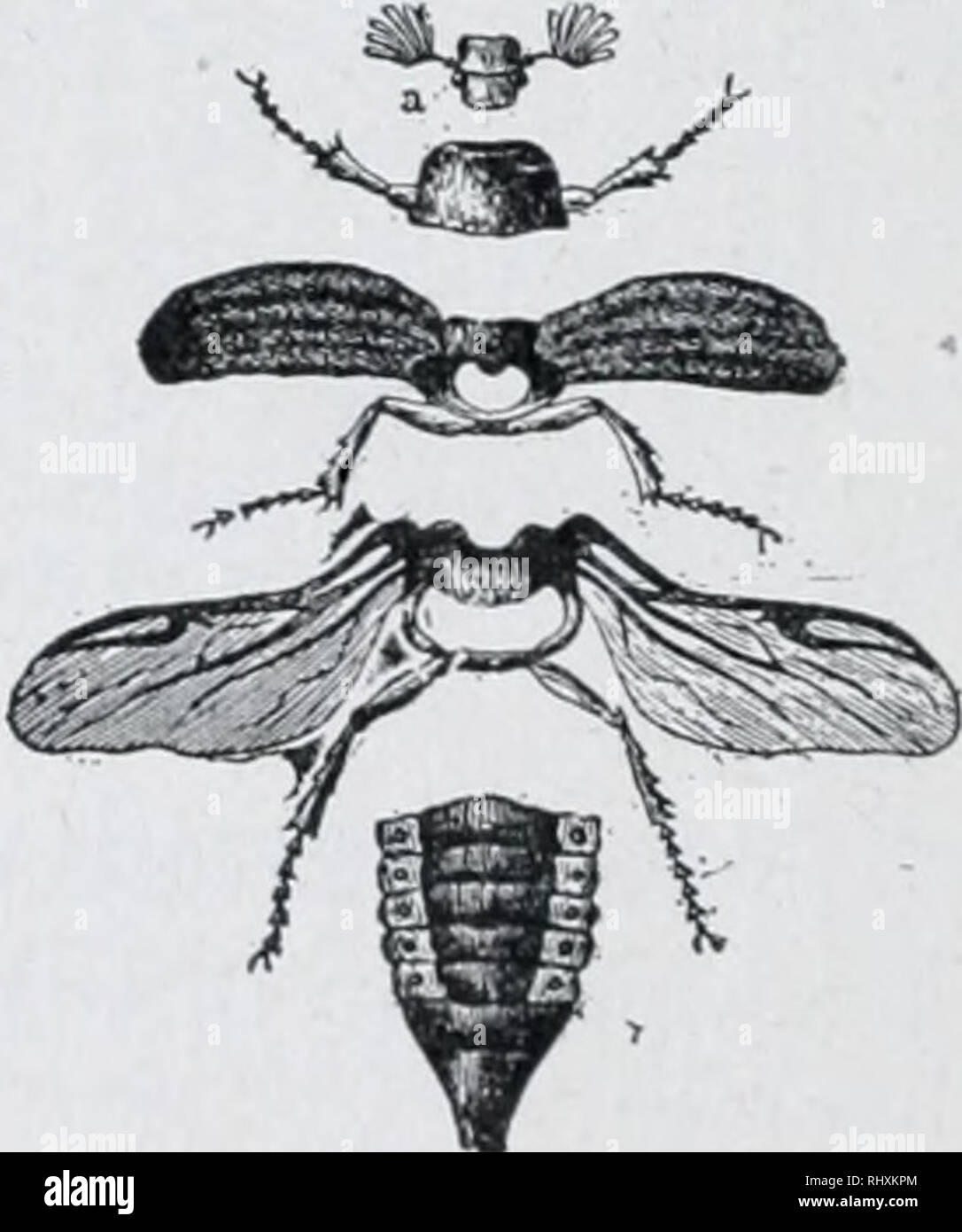 Two pointed lower teeth hi-res stock photography and images - Alamy