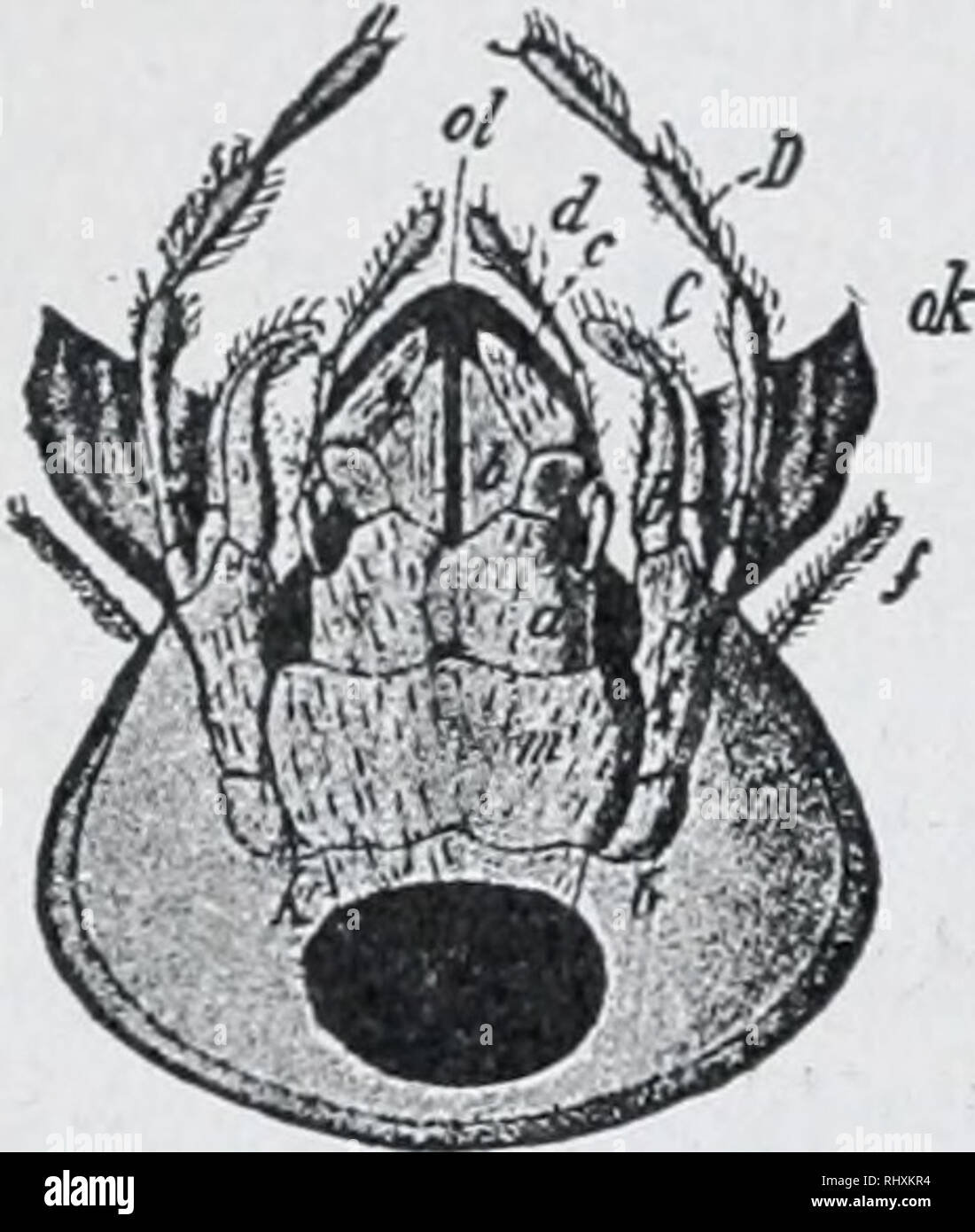 . Beginners zoology. Zoology. 74 BEGINNERS' ZOOLOGY. Fig. 123. — Mouth ...
