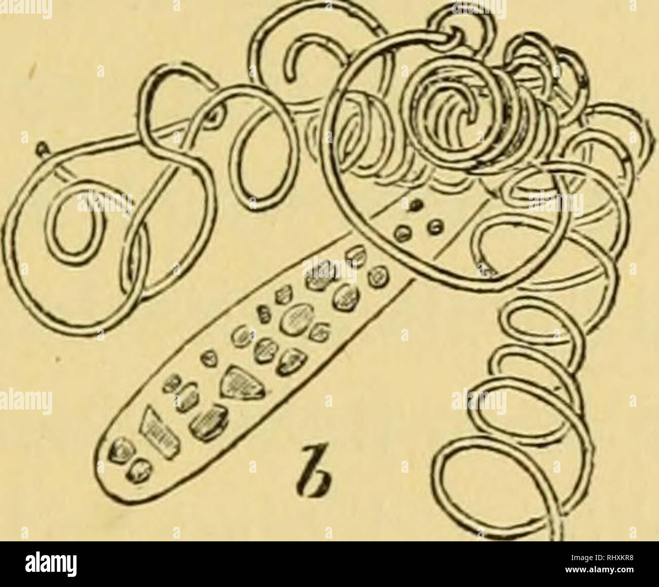 . The beginnings of life: being some account of the nature, modes of ...