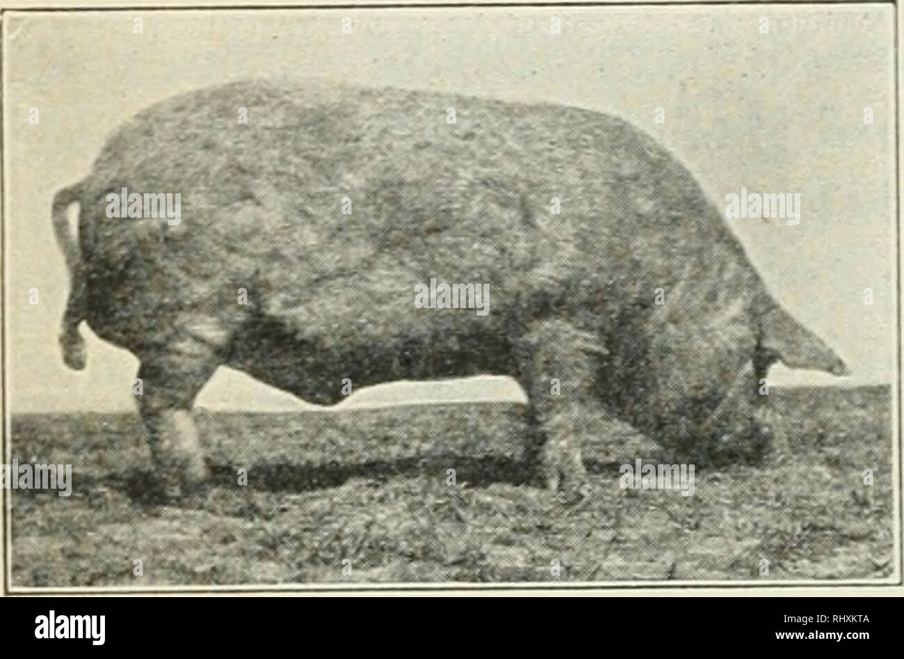 Chester white hog hi-res stock photography and images - Alamy