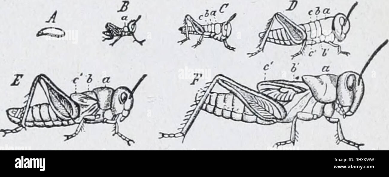 Grasshopper Nervous System
