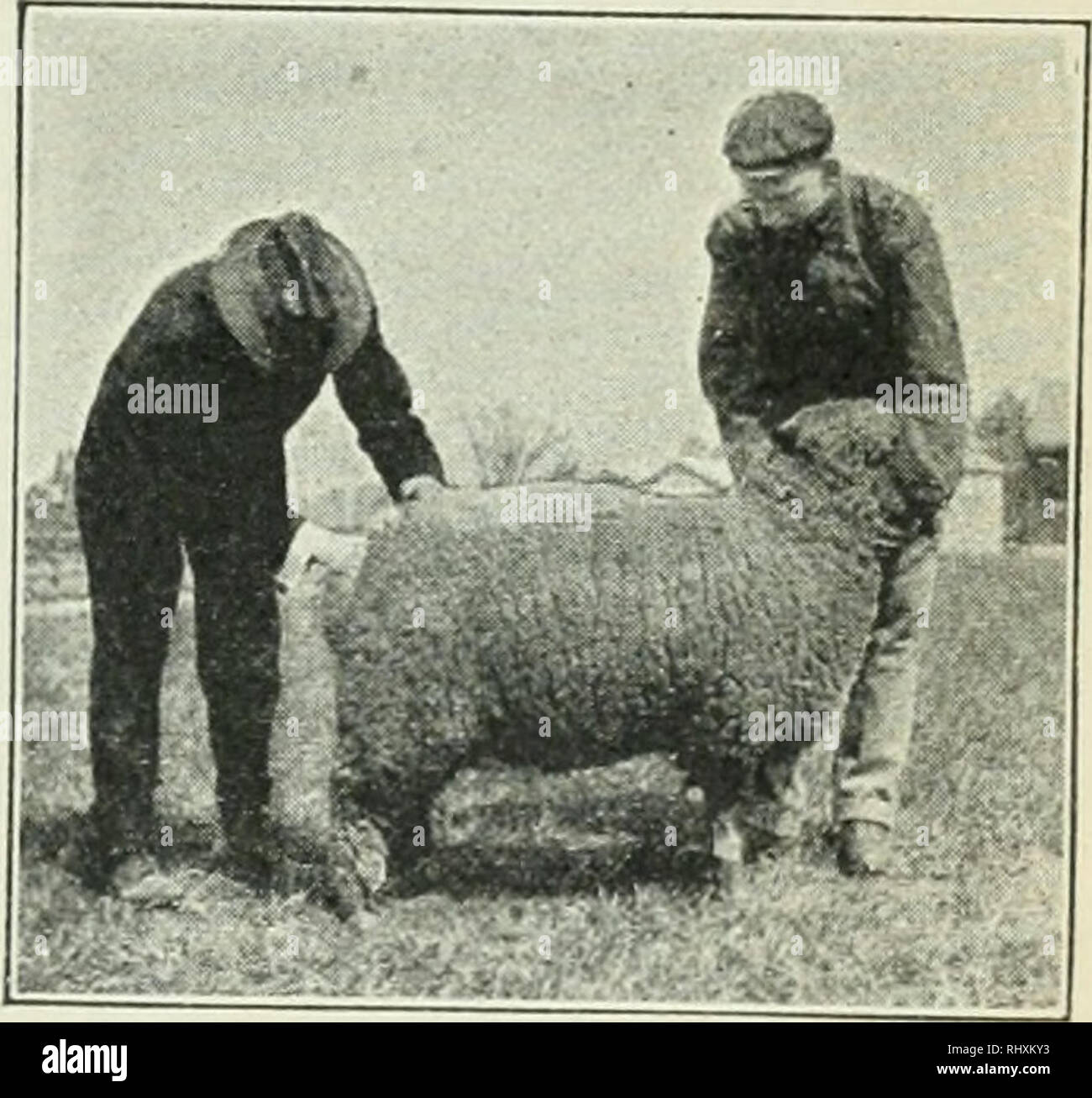 . Beginnings in animal husbandry. Livestock; Poultry. THE JUDGING OF ...