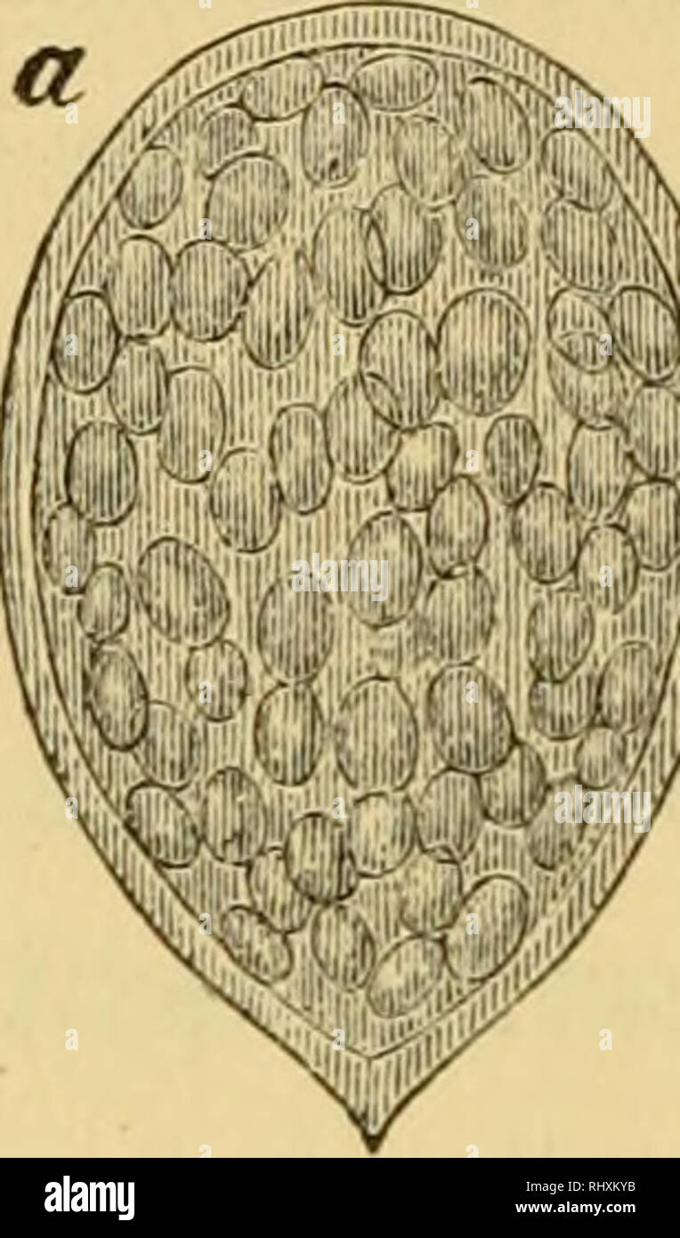 . The beginnings of life: being some account of the nature, modes of ...