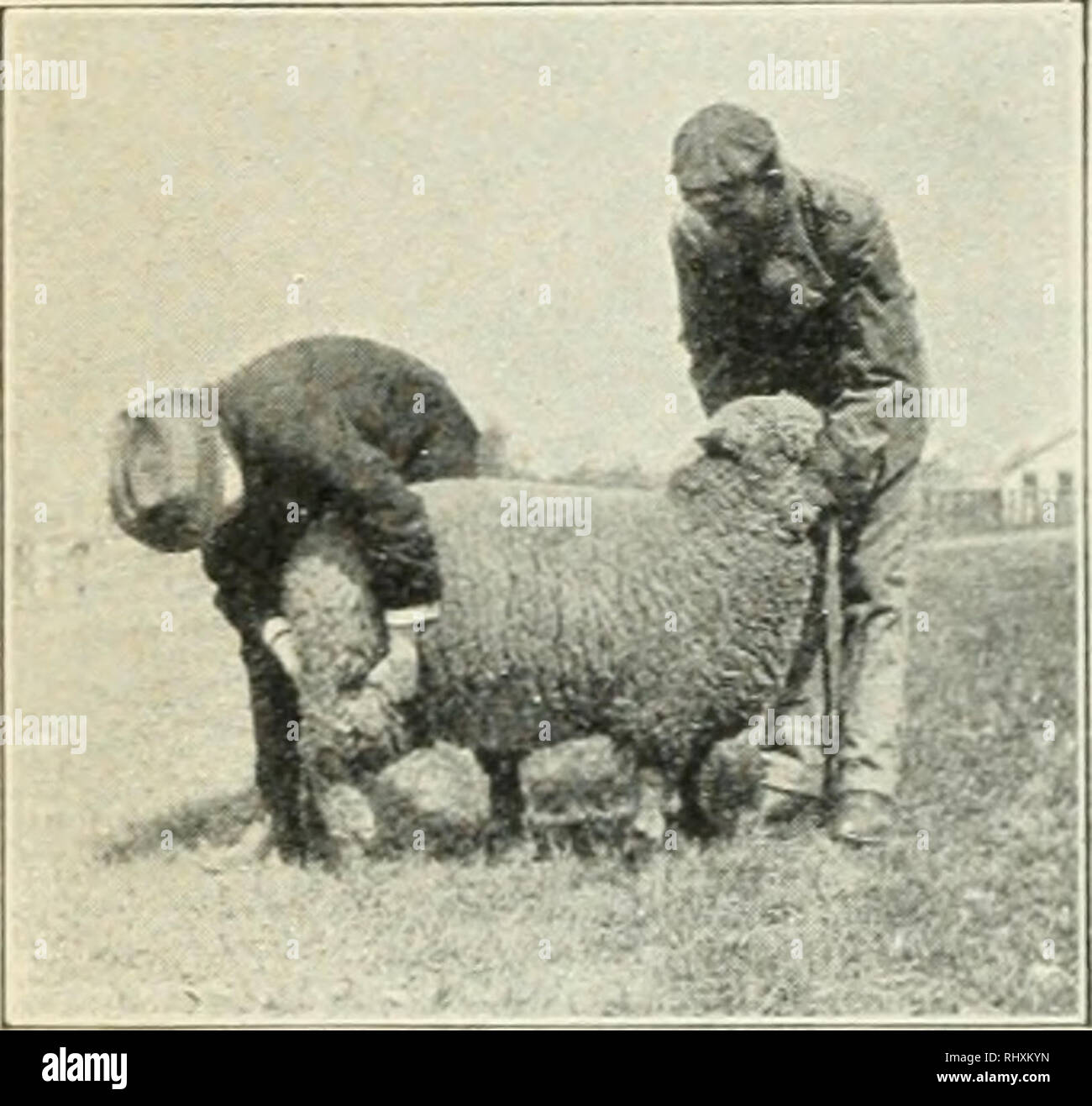 . Beginnings in animal husbandry. Livestock; Poultry. CHAPTER XI THE ...