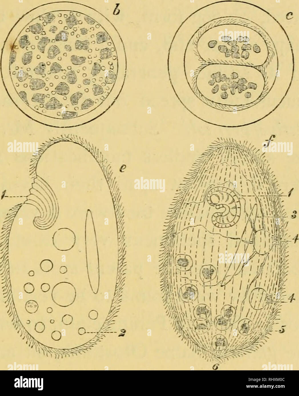 . The beginnings of life: being some account of the nature, modes of ...
