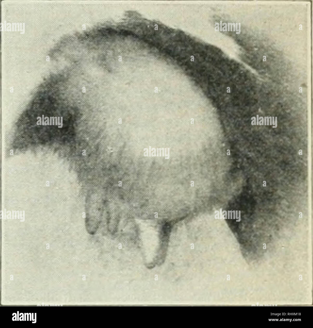 . Beginnings in animal husbandry. Livestock; Poultry. JUDGING DAIRY ...