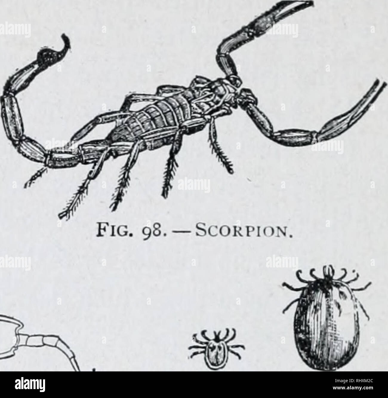 . Beginners zoology. Zoology. Fig. 96. —Pill Bug. Vc Fig. ioi. — One ...