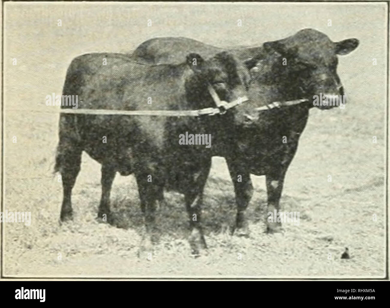 Beef hocks hi-res stock photography and images - Alamy