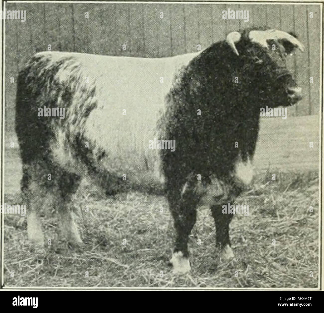 . Beginnings in animal husbandry. Livestock; Poultry. JUDGING BEEF ...