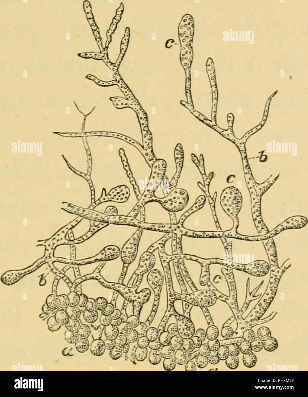 . The beginnings of life: being some account of the nature, modes of ...