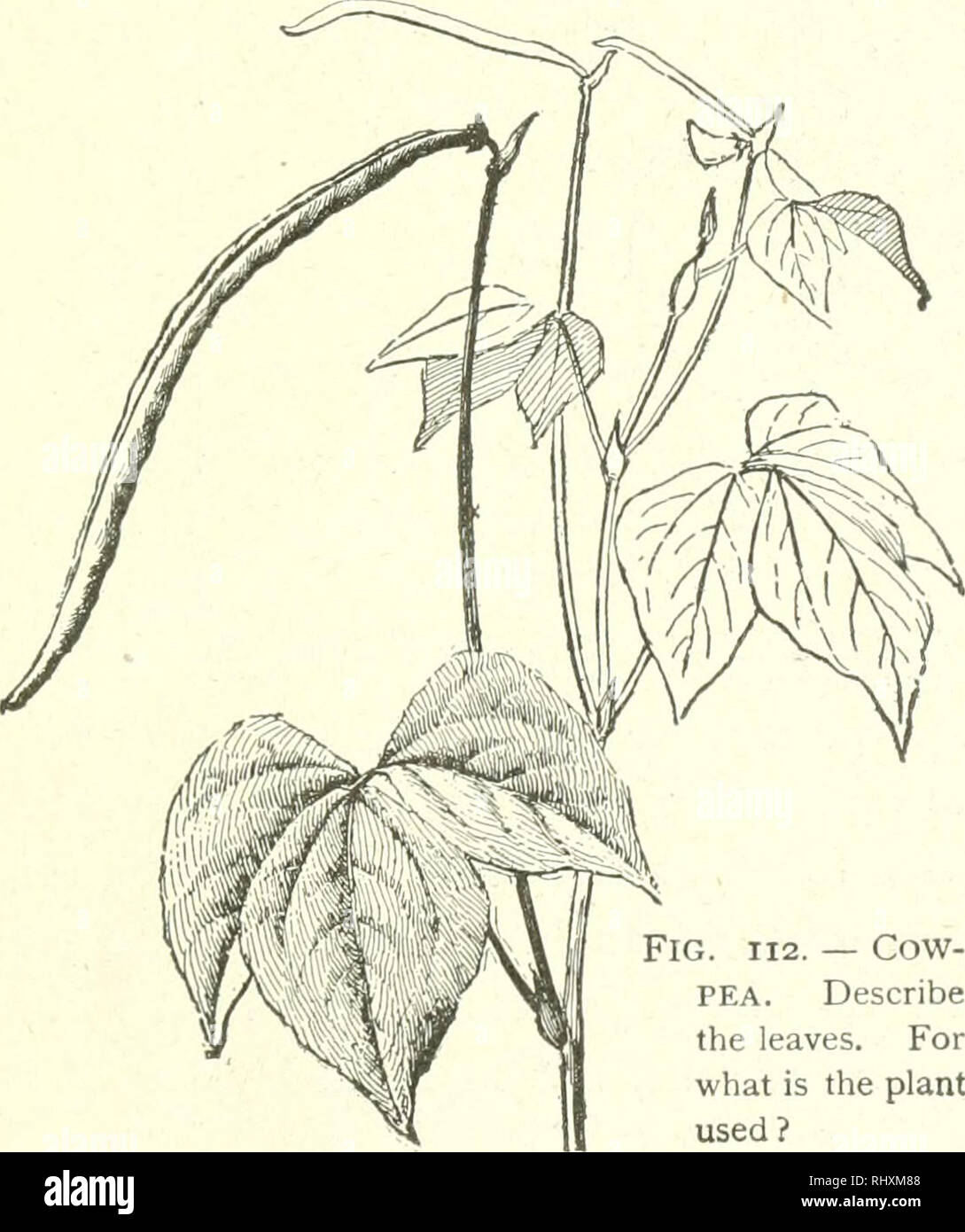 Cowpea Plant Diagram With Label