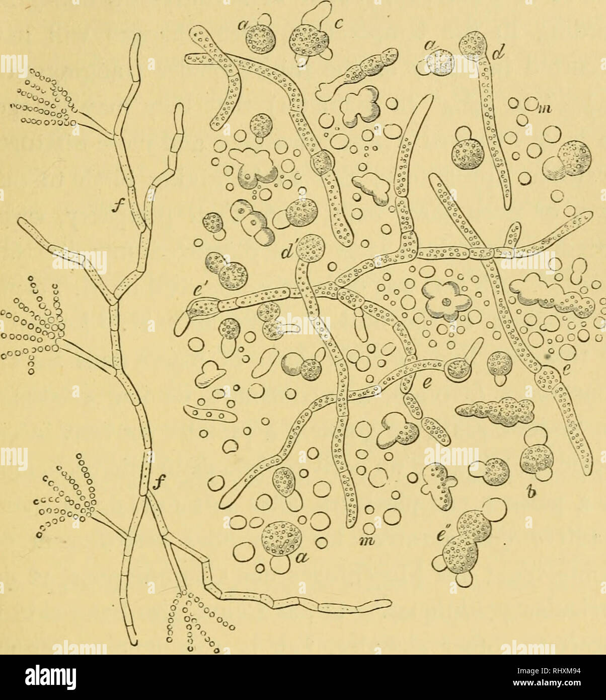 Mycelial filaments hi-res stock photography and images - Alamy