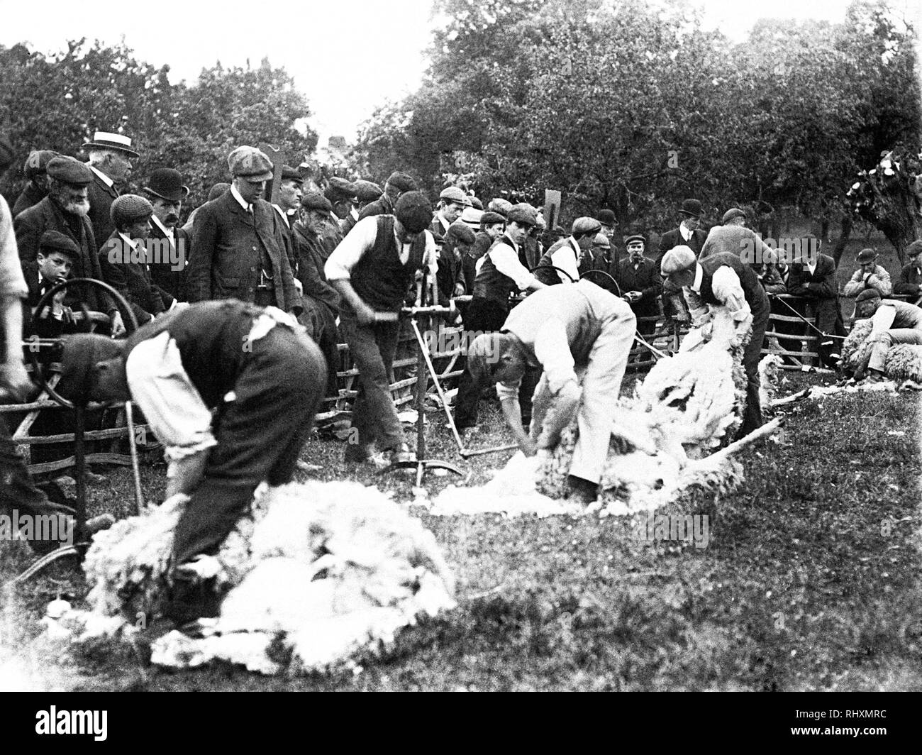 Sheep shearing Black and White Stock Photos & Images - Alamy