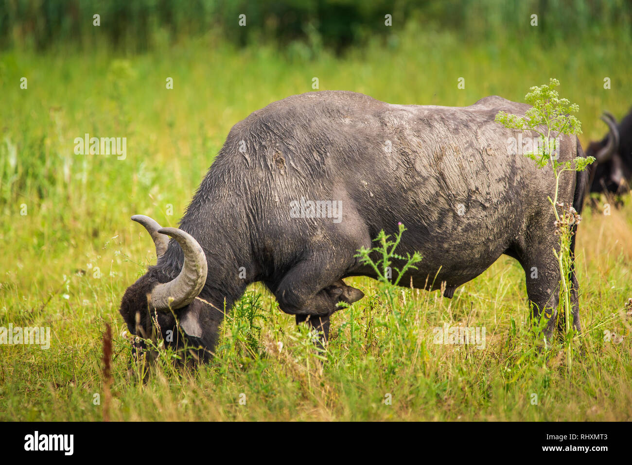 Asia Buffalo High Resolution Stock Photography and Images - Alamy