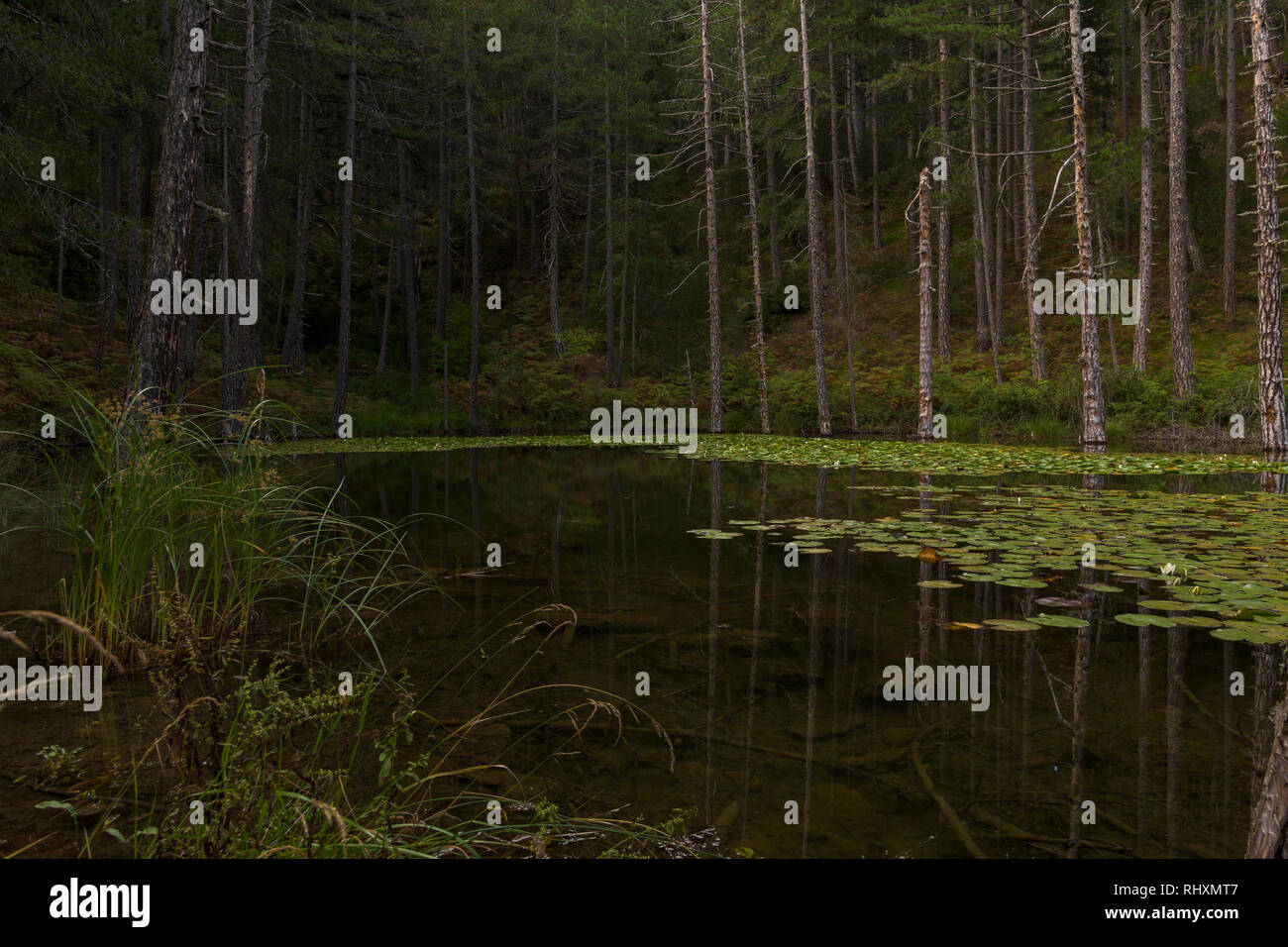 Pristine ecosystems hi-res stock photography and images - Alamy