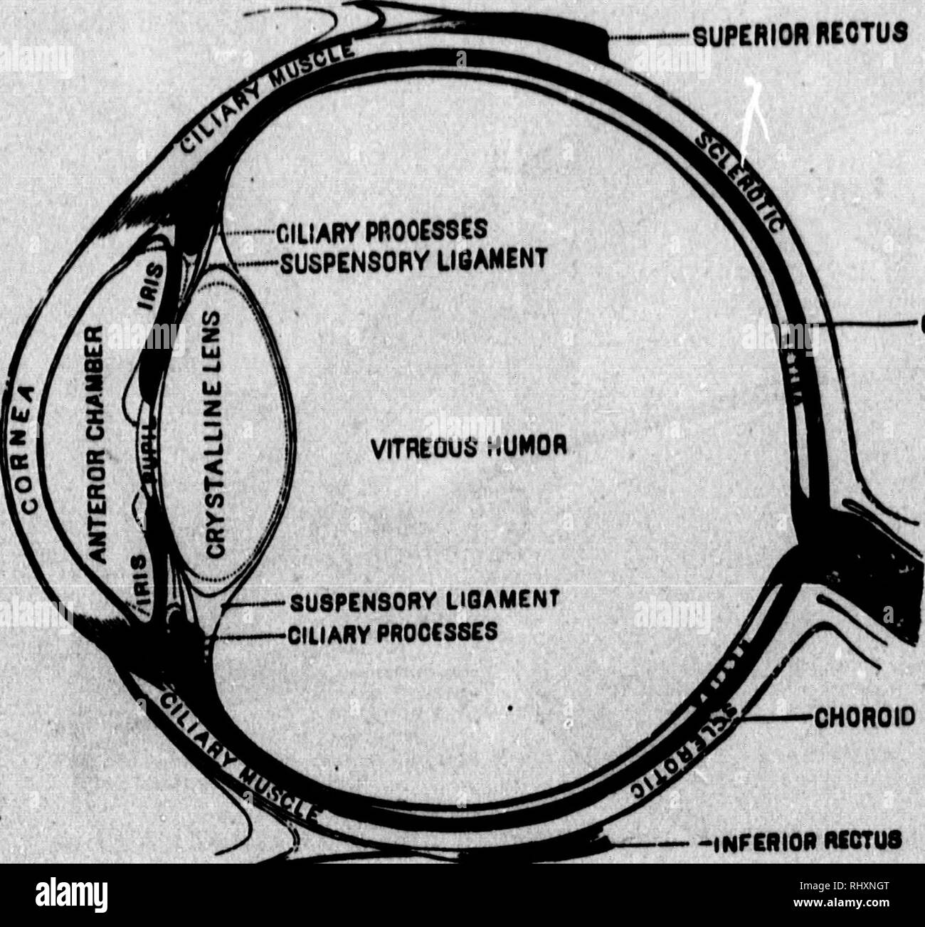 Superior rectus m hi-res stock photography and images - Alamy