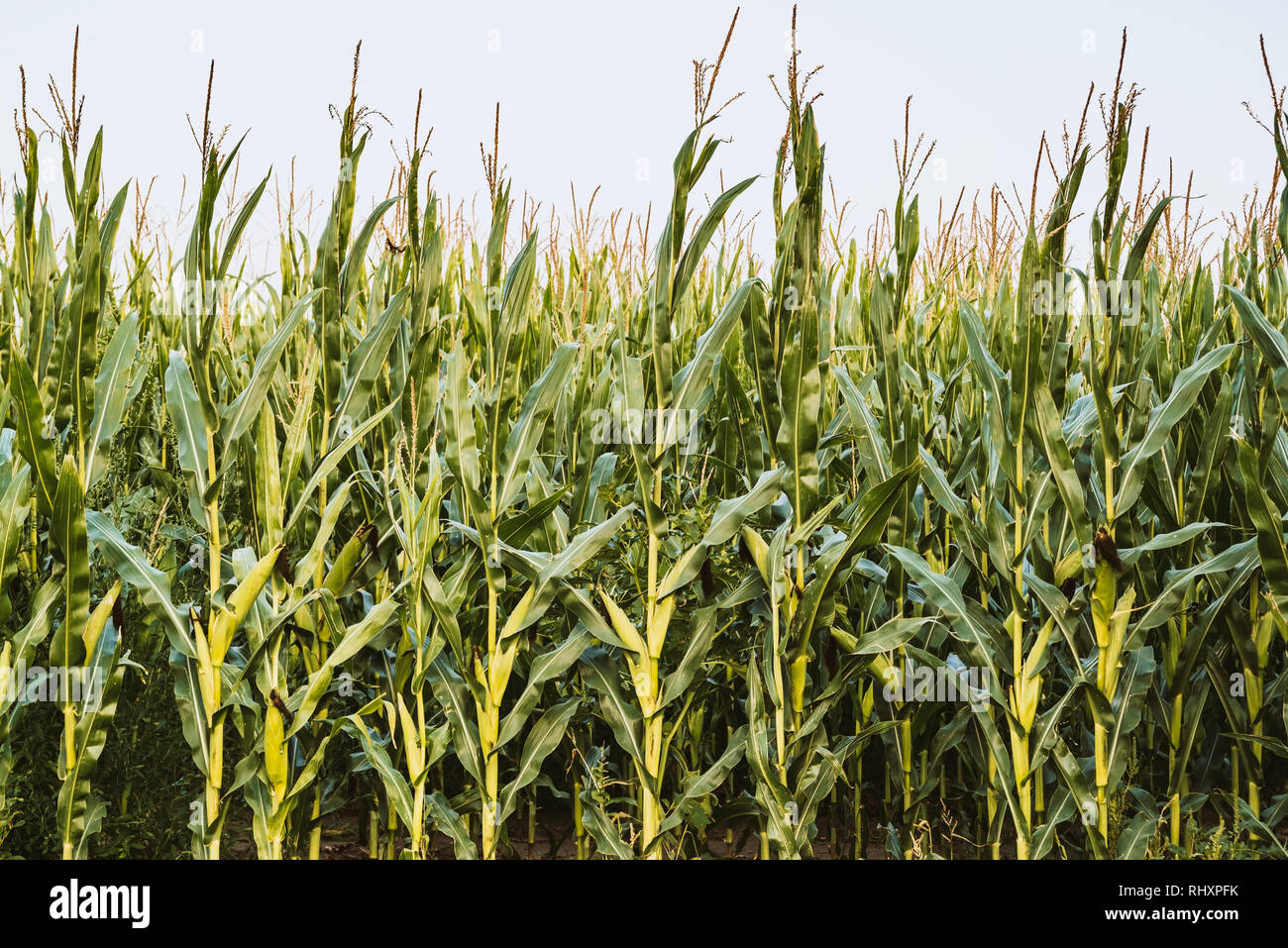 Sweetcorn plantation High Resolution Stock Photography and Images - Alamy