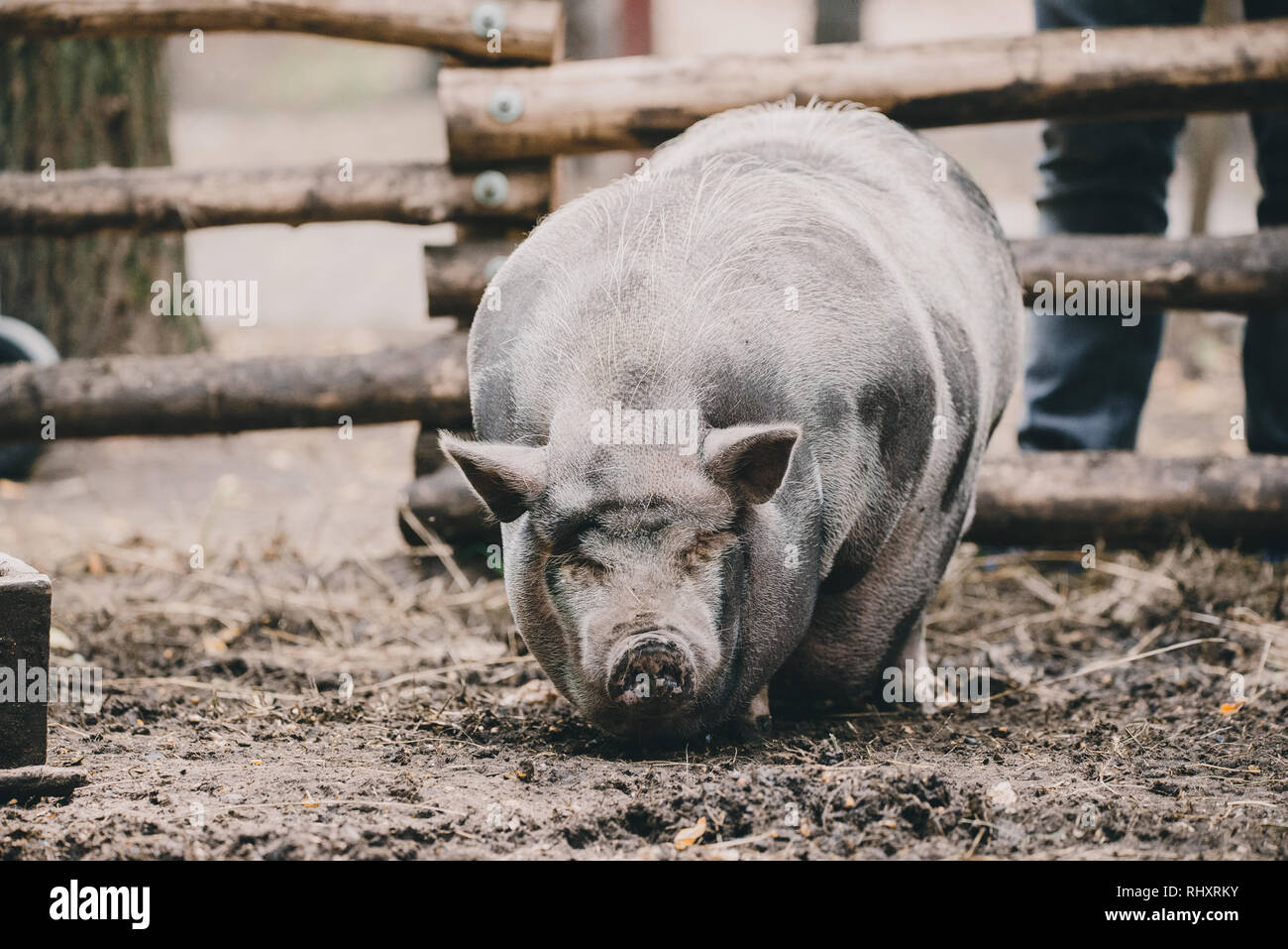 Vietnamese Pig Vietnam High Resolution Stock Photography and Images - Alamy
