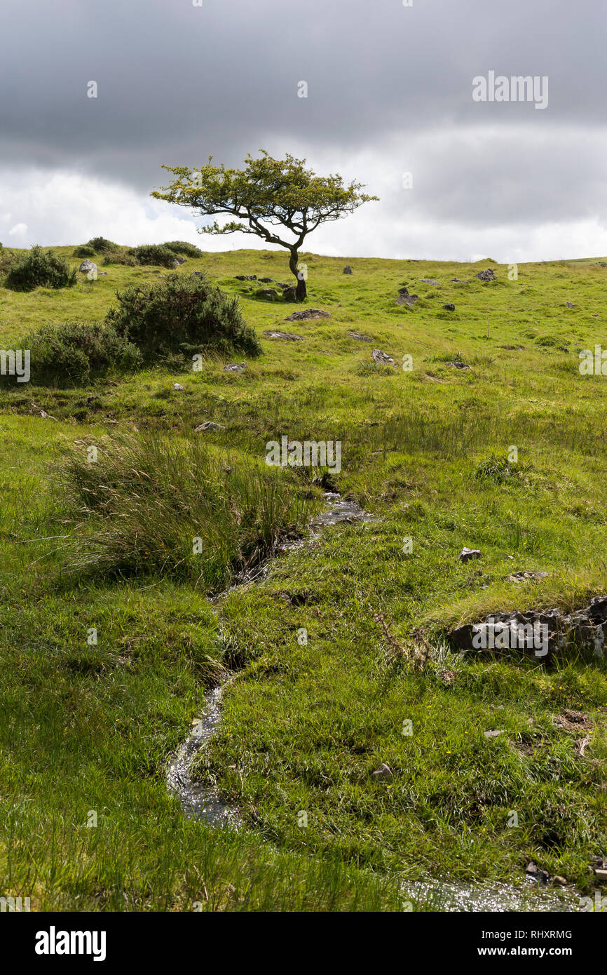 Windswept tree on dartmoor hi-res stock photography and images - Alamy
