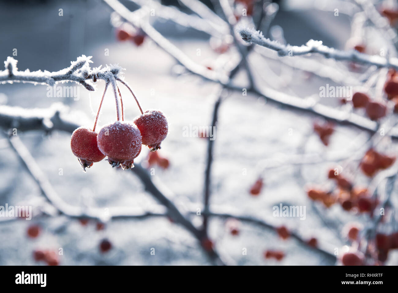 Cold winter morning Stock Photo - Alamy