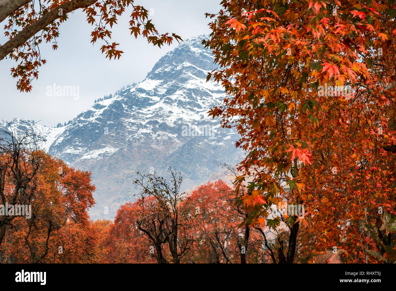 Close up of the red colour foliage of Maple Tree with Zabarwan Range in ...