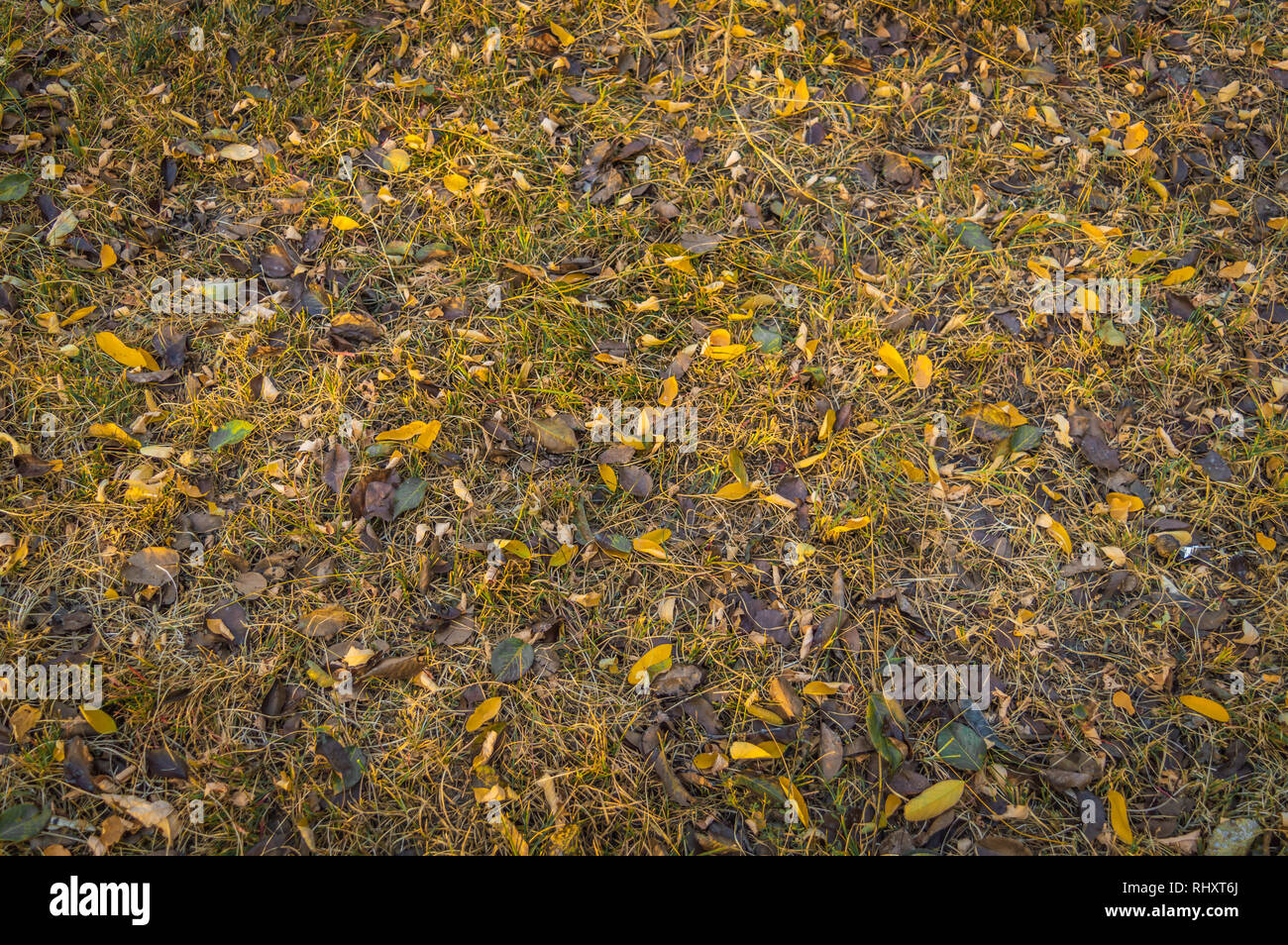Ground with grass and yellow leaves hi-res stock photography and images ...