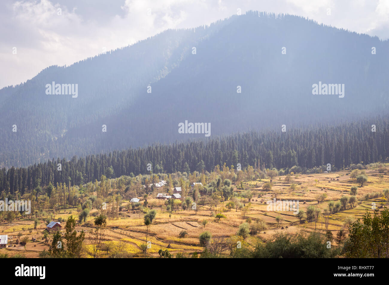 Terraced rice fields in the mountainous regions of Kashmir in Himalayas ...