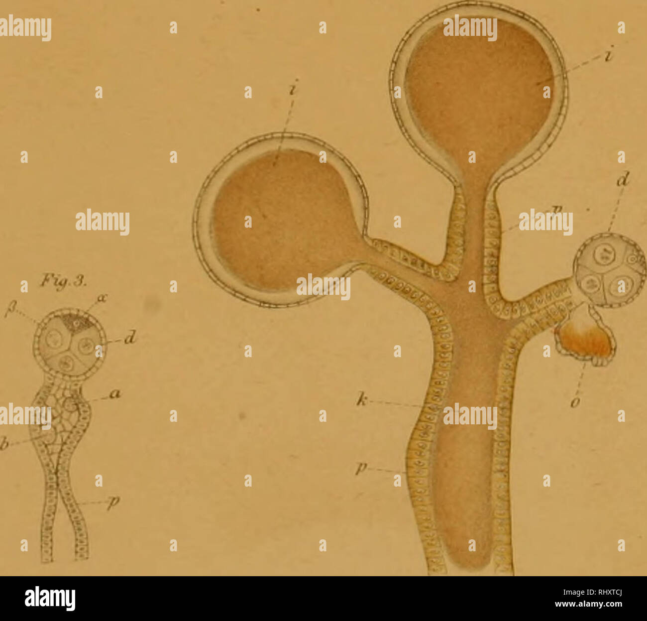 Arthropoden arthropoden hi-res stock photography and images - Alamy