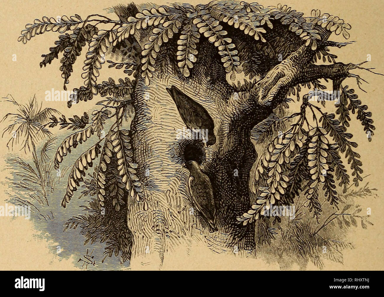 Arten von honig hi-res stock photography and images - Alamy