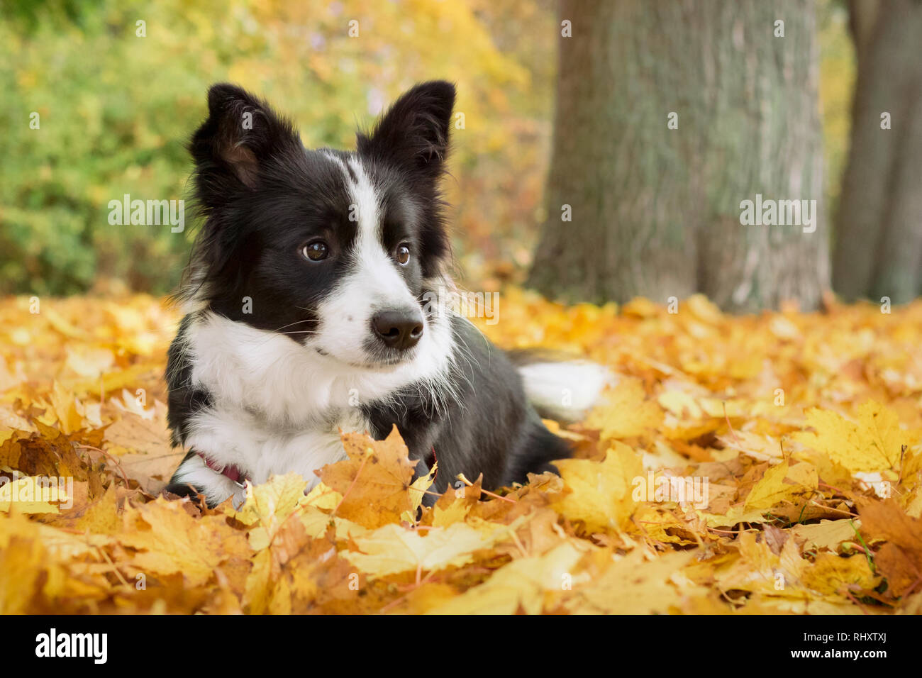Cute border collie lying in autumn yellow leaves on a walk through the ...