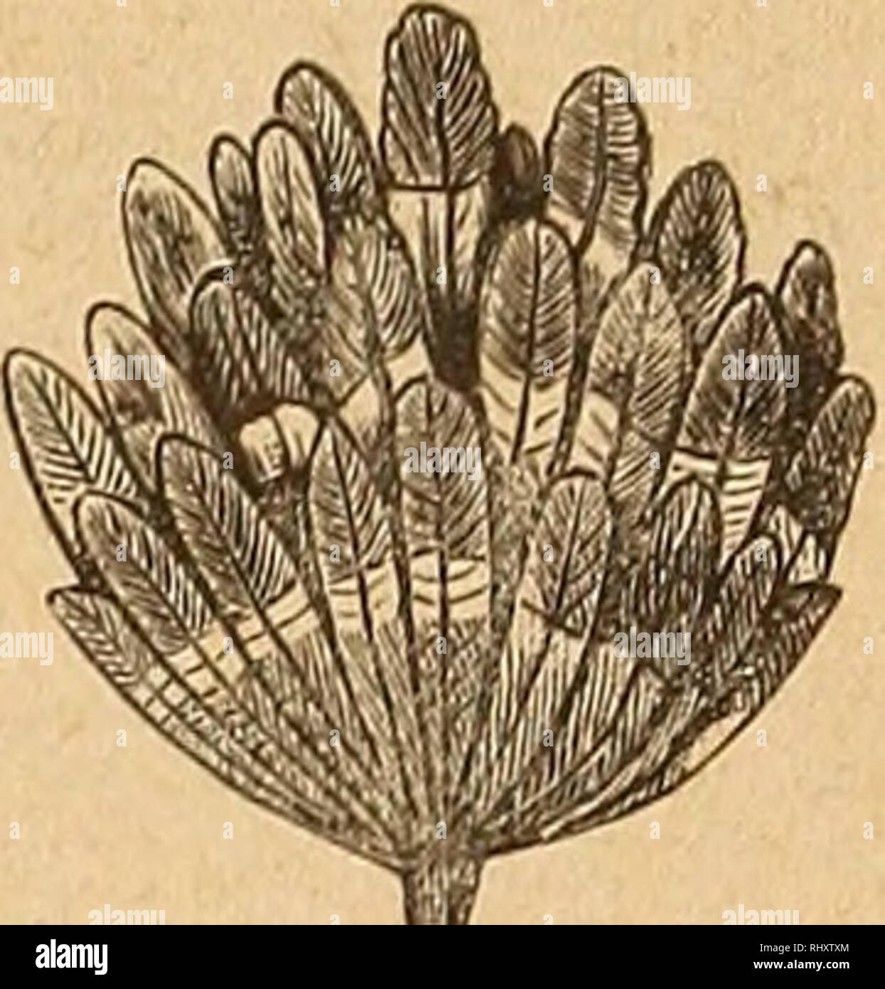 Arten pirole hi-res stock photography and images - Alamy