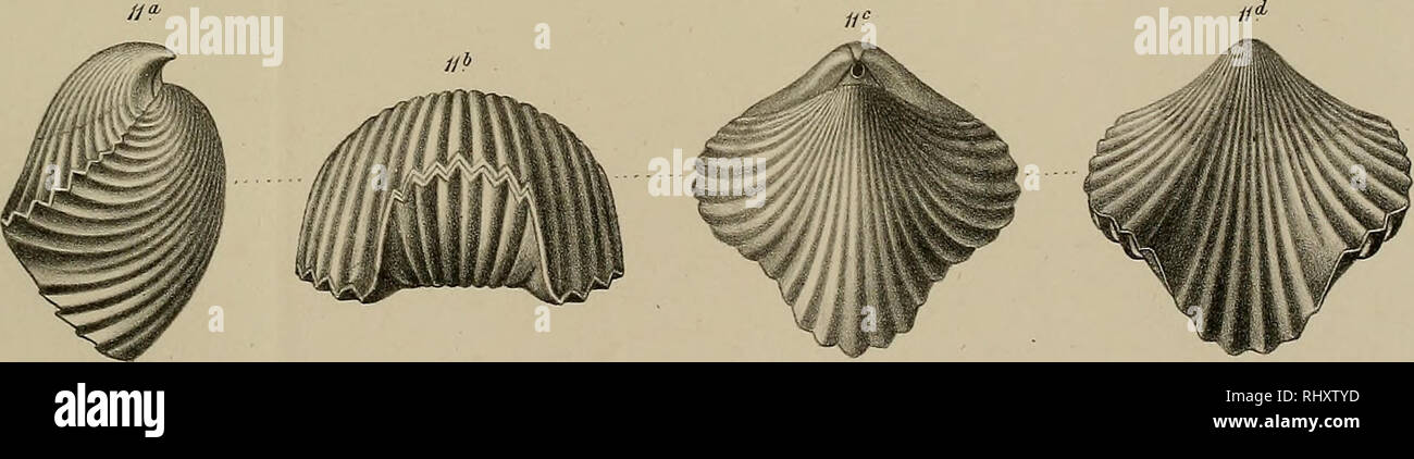 Palaeontolo hi-res stock photography and images - Alamy