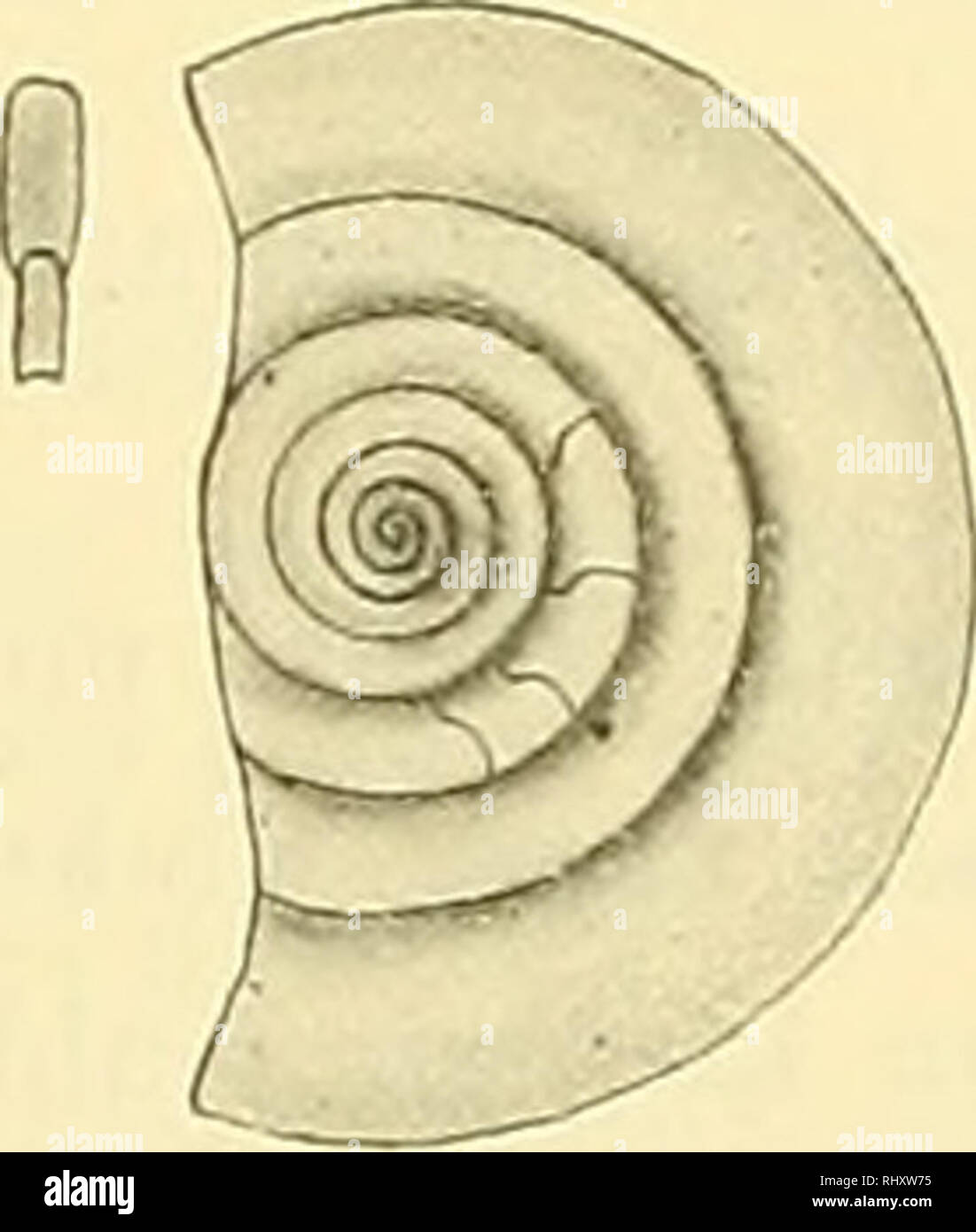 Clymenia hi-res stock photography and images - Alamy