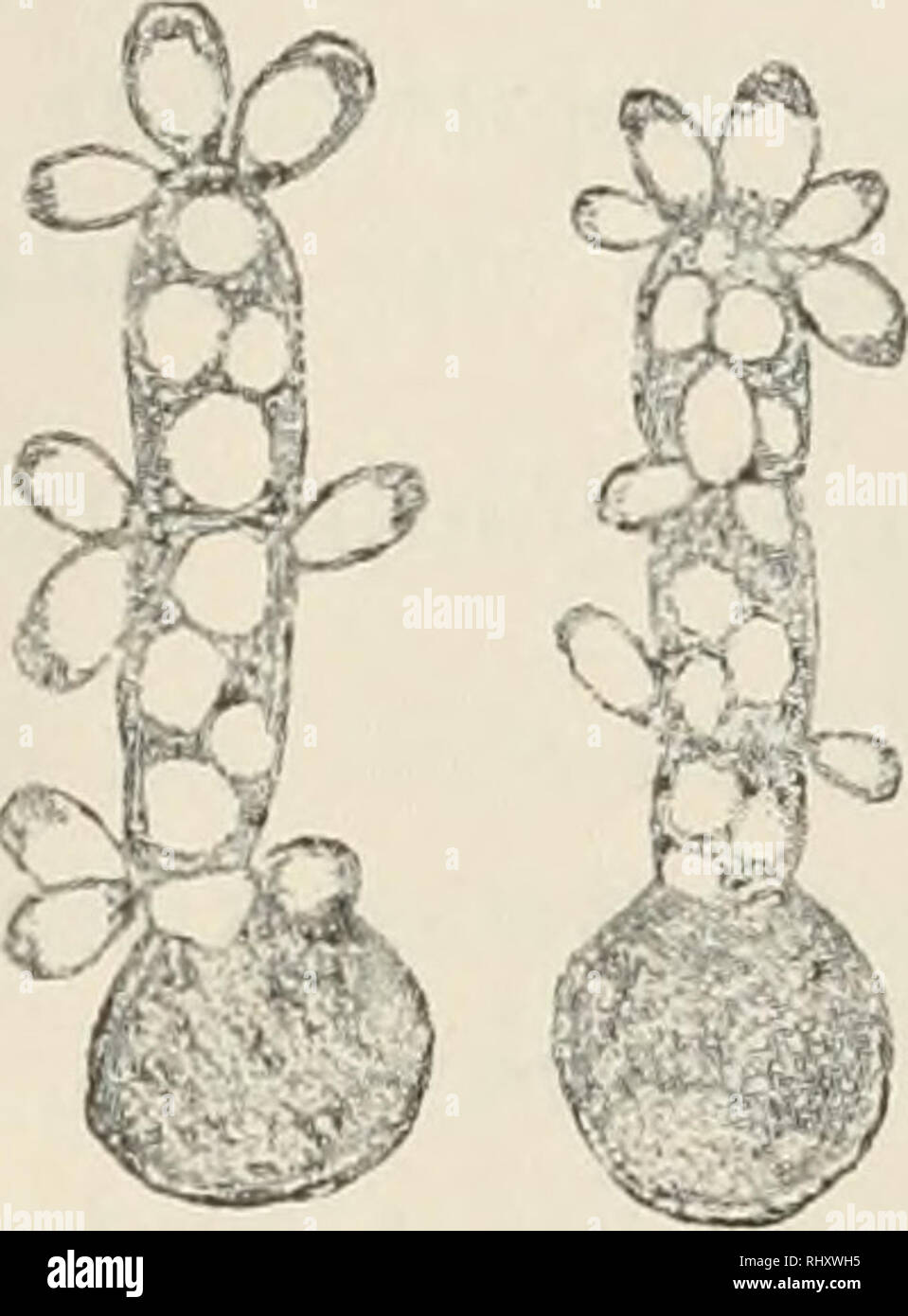Sphacelotheca hi-res stock photography and images - Alamy