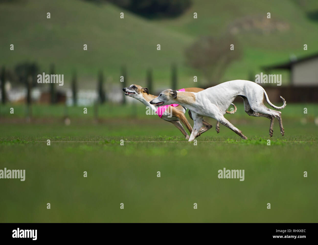 Greyhound dogs racing hi-res stock photography and images - Alamy