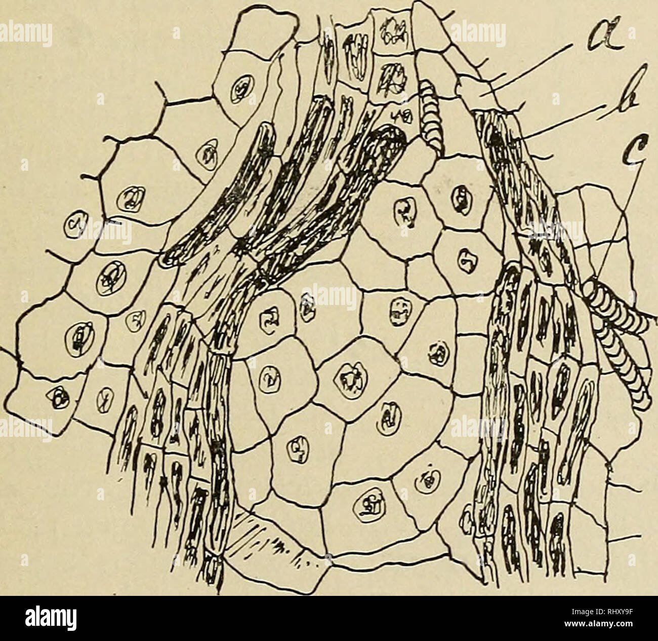 Tracheiden hi-res stock photography and images - Alamy