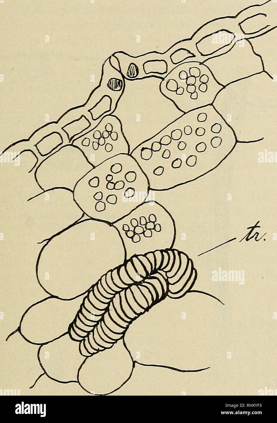 Tracheide hi-res stock photography and images - Alamy